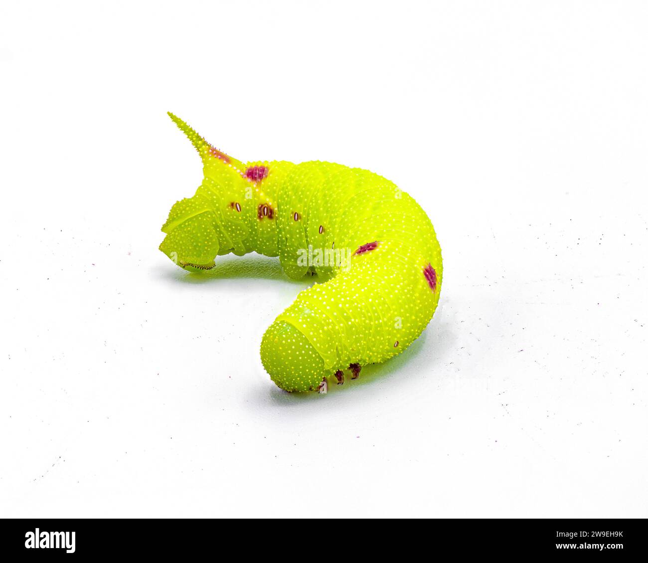 Small eyed sphinx moth - Paonias myops - caterpillar larva lime green ...