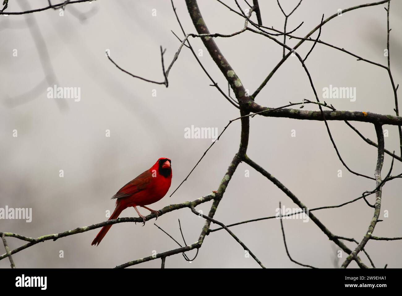 cardinal in a tree Stock Photo - Alamy