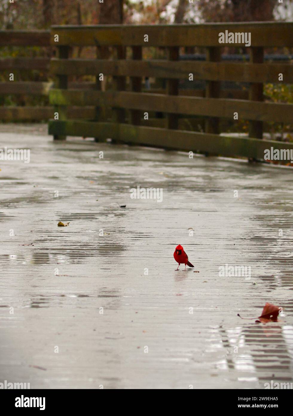 Cardinal on the path Stock Photo - Alamy