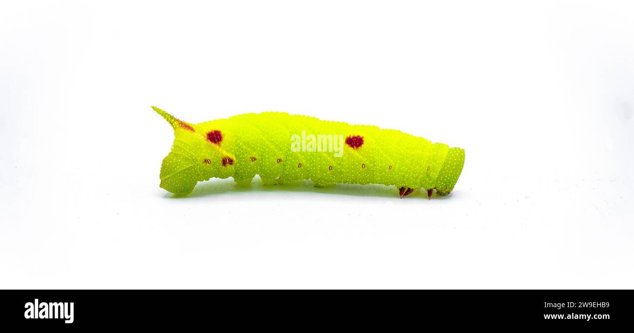 Small eyed sphinx moth - Paonias myops - caterpillar larva lime green ...