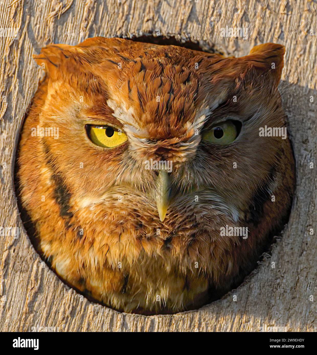red morph eastern screech owl - Megascops asio - looking out of a ...