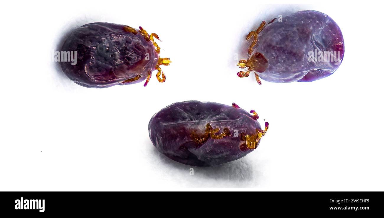 black legged tick - Ixodes scapularis - also known as deer ticks, are ...