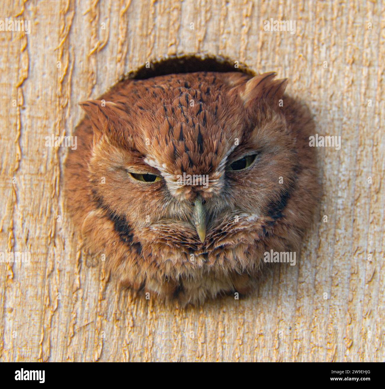 red morph eastern screech owl - Megascops asio - looking out of a ...