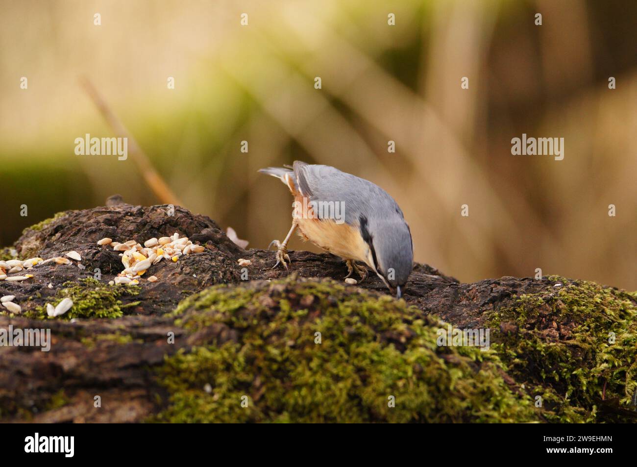 Eurasian Nuthatch (or wood nuthatch - Sitta europaea) at RSPB Leighton ...
