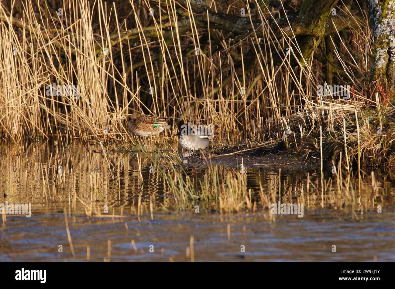 Eurasian teal anas crecca hi-res stock photography and images - Alamy