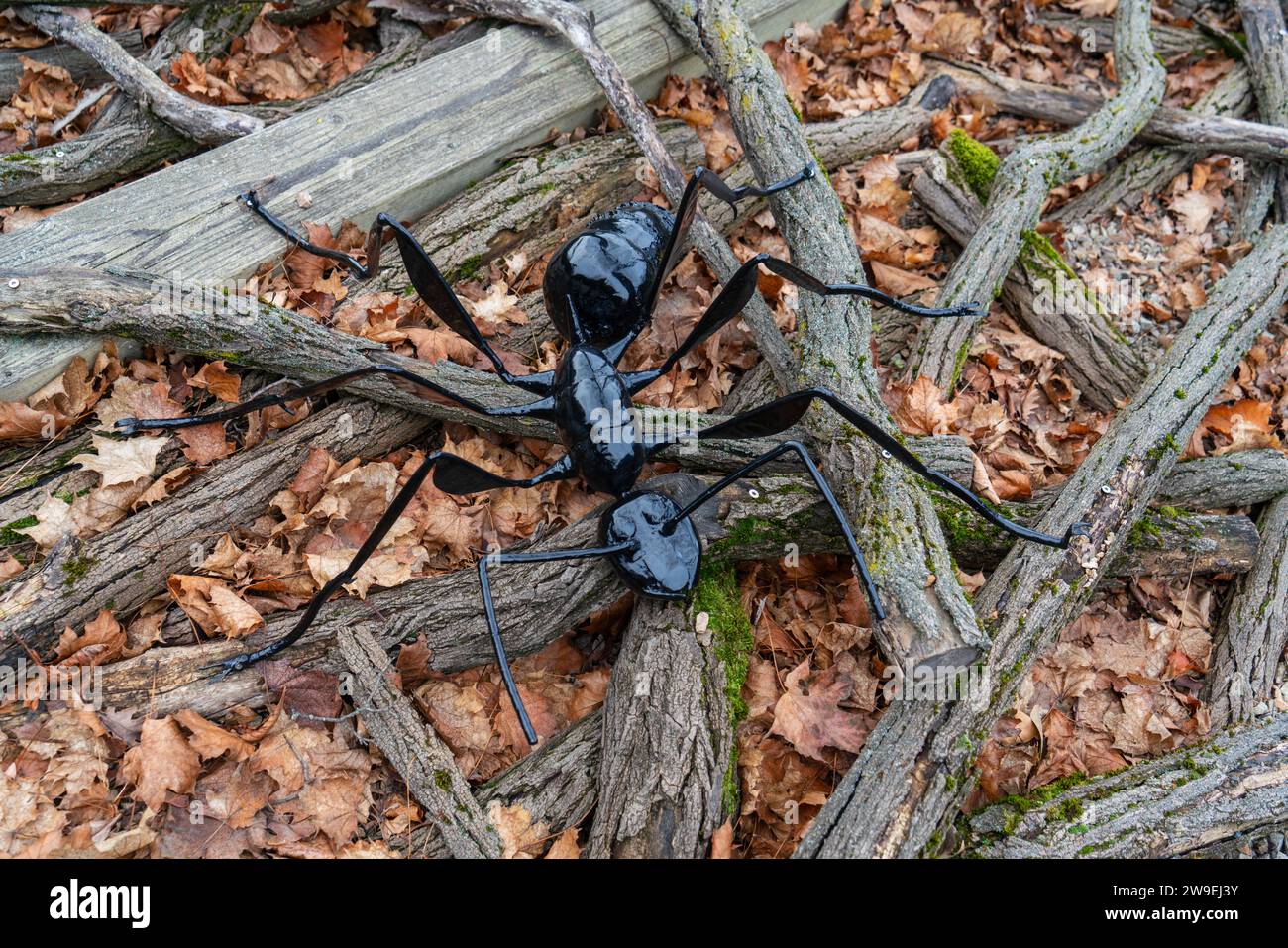 Big black ant in ZOO sitting over logs Stock Photo - Alamy
