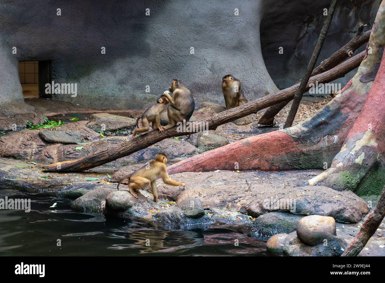 Monkey family socializing next the river Stock Photo - Alamy