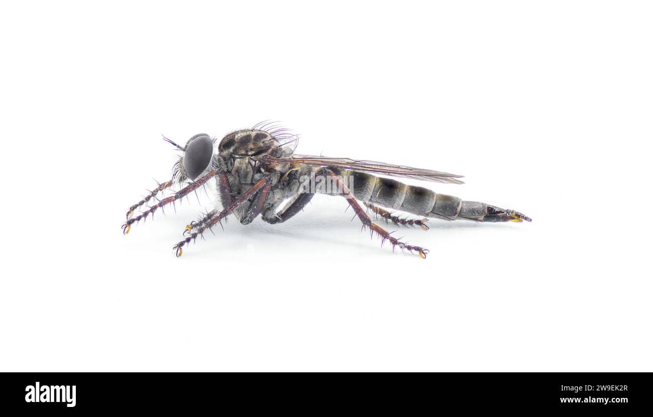 Sandhill Bladetail - Machimus hubbelli - a species of robber fly ...