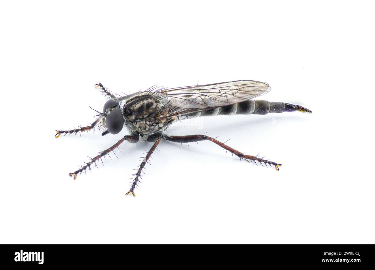 Sandhill Bladetail - Machimus hubbelli - a species of robber fly ...