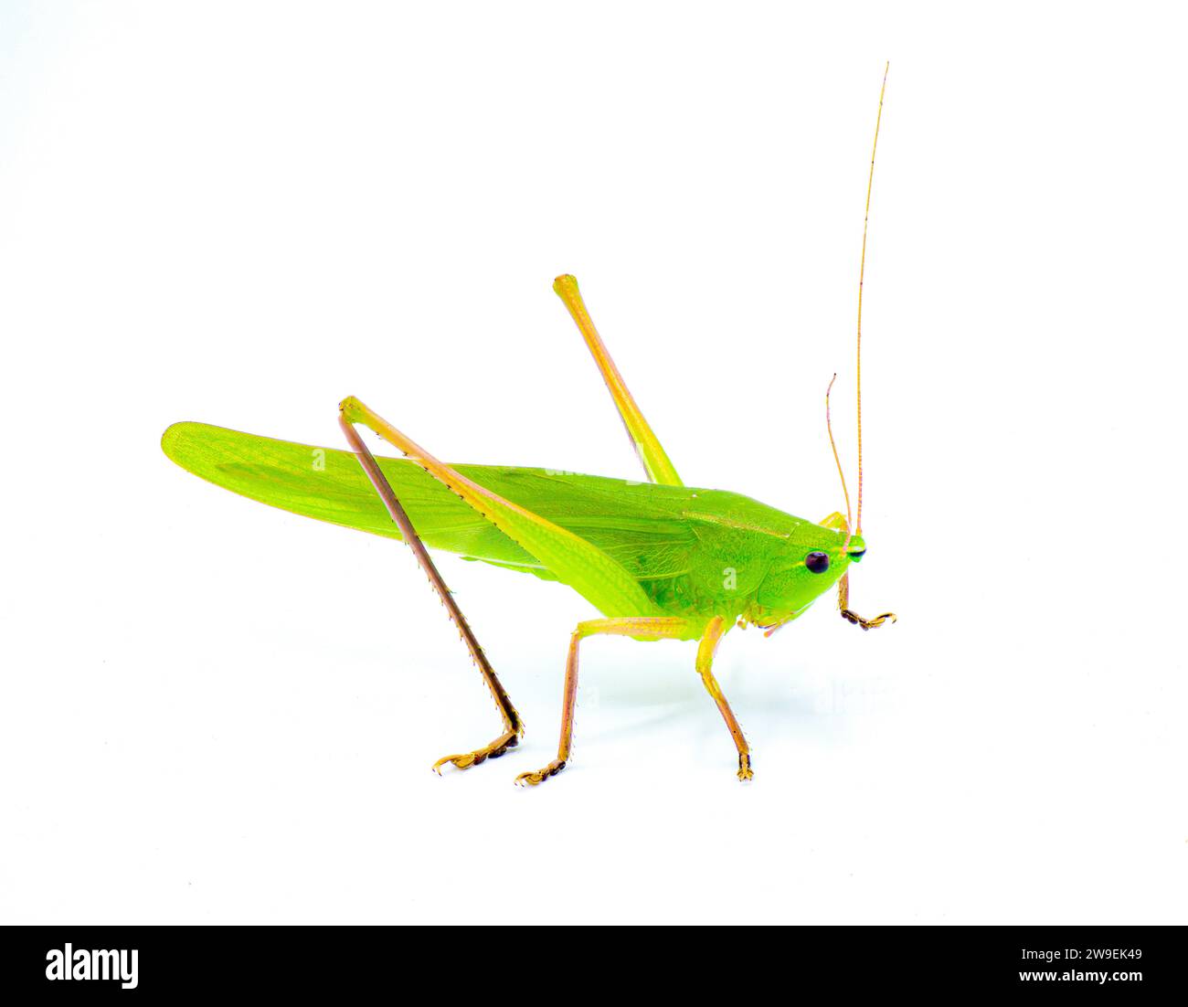 Broad tipped hi-res stock photography and images - Alamy