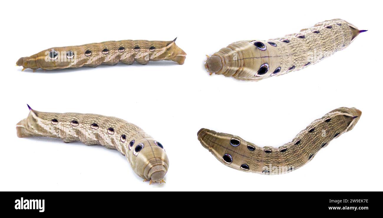 Tersa Sphinx hawk moth caterpillar - Xylophanes tersa - brown coloring ...