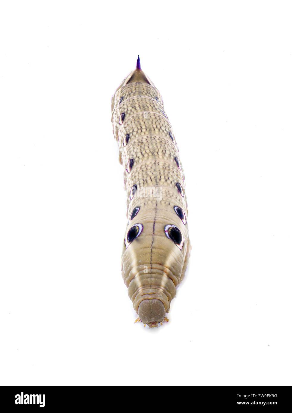 Spots markings Cut Out Stock Images & Pictures - Alamy