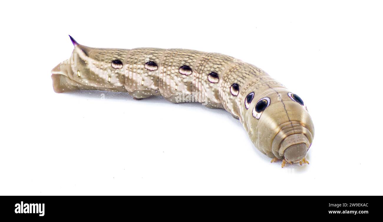 Tersa Sphinx hawk moth caterpillar - Xylophanes tersa - brown coloring ...