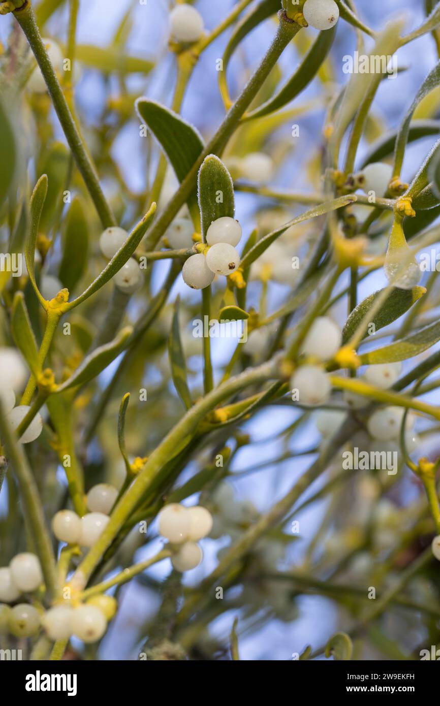 Gui blanc hi-res stock photography and images - Alamy