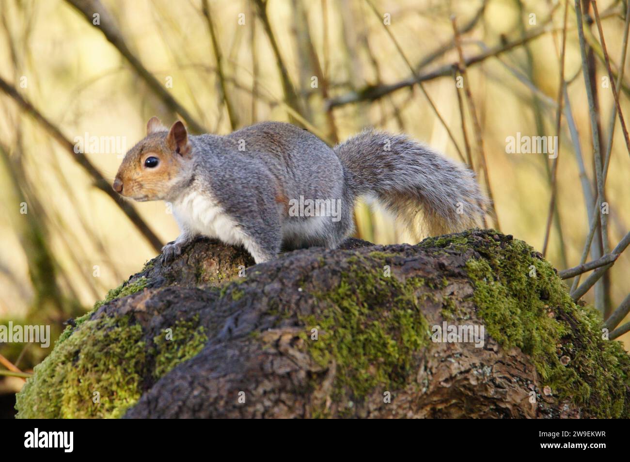 Grey Squirrel (Sciurus carolinensis), RSPB Leighton Moss is a nature ...
