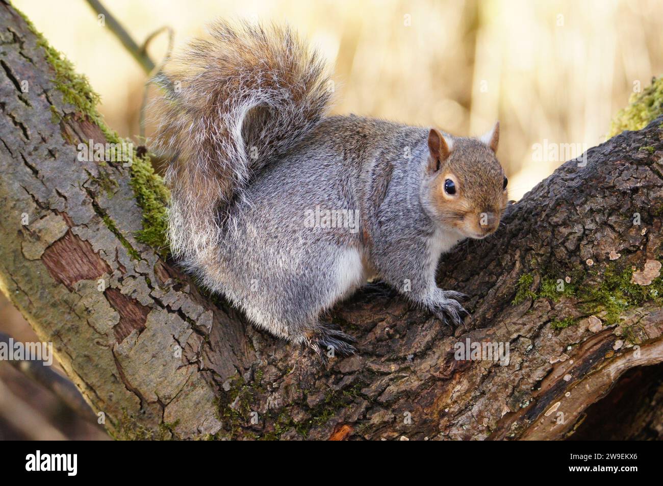 Grey Squirrel (Sciurus carolinensis), RSPB Leighton Moss is a nature ...