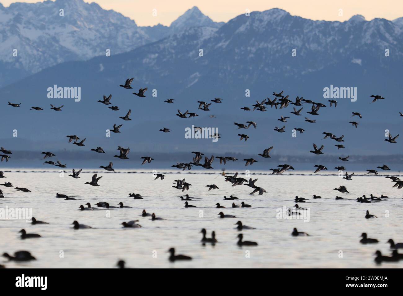 Quatern hi-res stock photography and images - Alamy