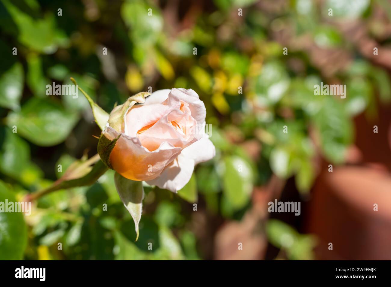 detailed close up of a beautiful early Sweet Syrie (climber) pink rose ...