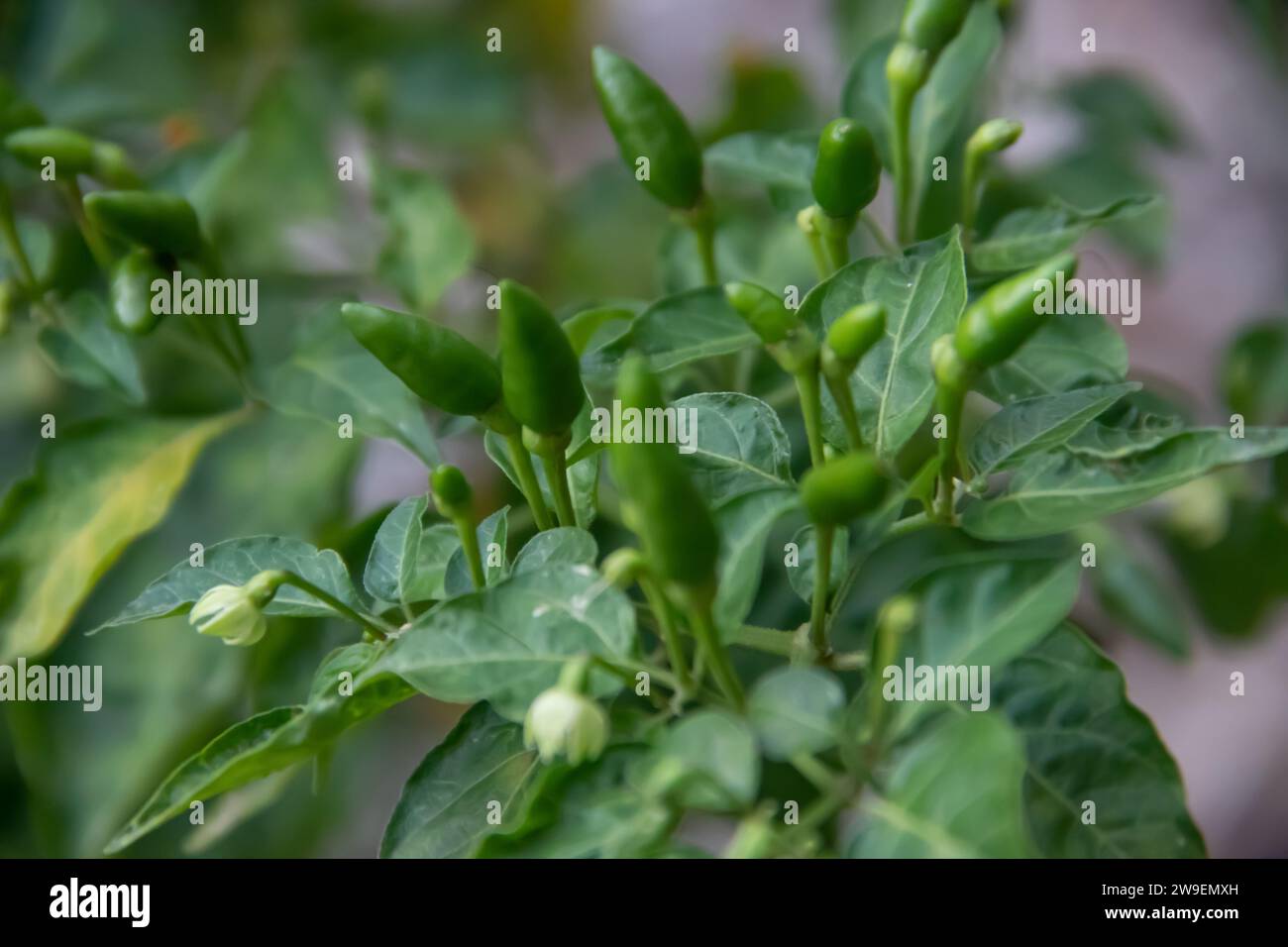 Pili Pili (also known as piri-piri or peri-peri) spicy hot papers ...