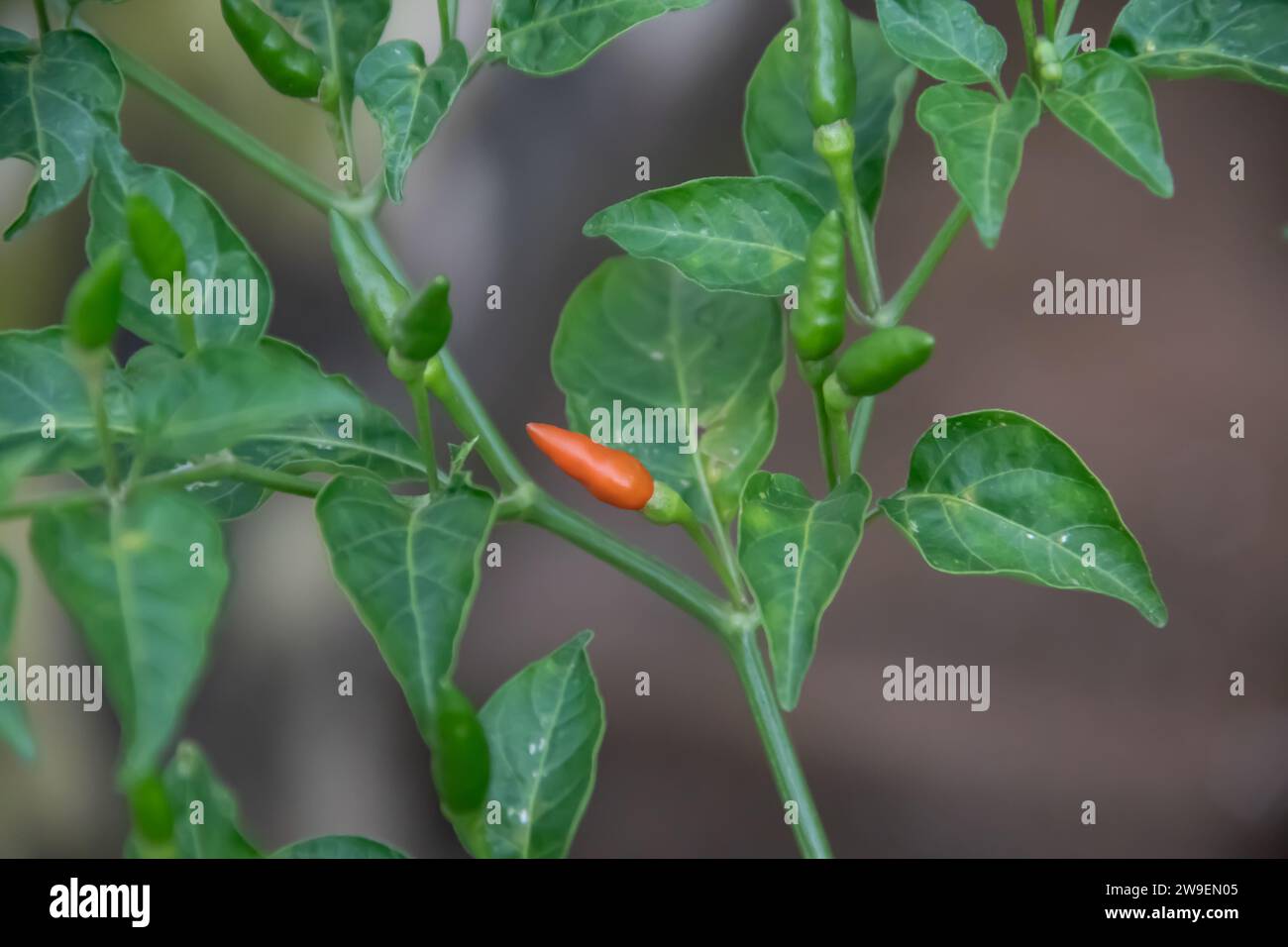 Pili Pili (also known as piri-piri or peri-peri) spicy hot papers ...