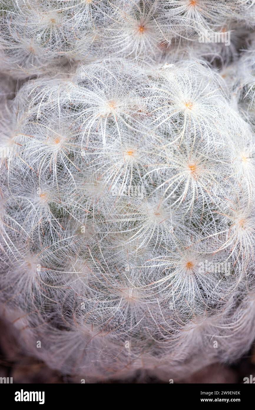 Feather cactus (Mammillaria plumosa), Cactaceae. Ornamental succulent ...