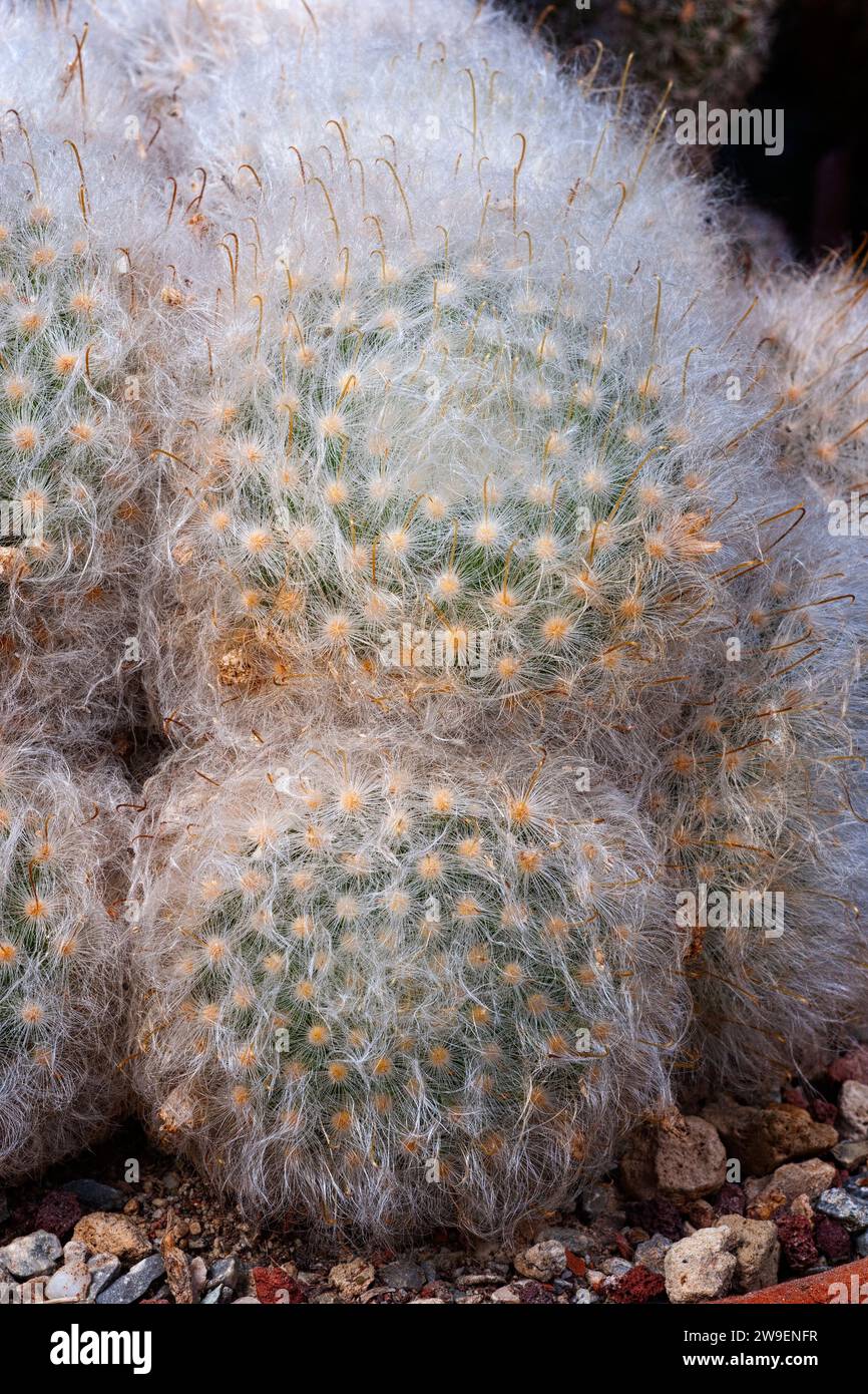 Mammillaria guelzowiana var. splendens, Cactaceae. Ornamental succulent ...