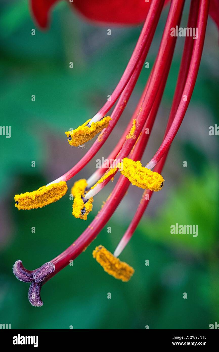 Jacobean lily hi-res stock photography and images - Alamy