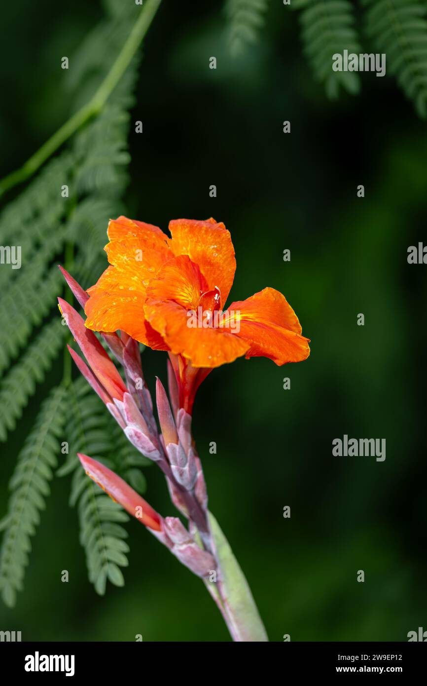 Canna indica, commonly known as Indian shot or purple arrowroot, is a ...