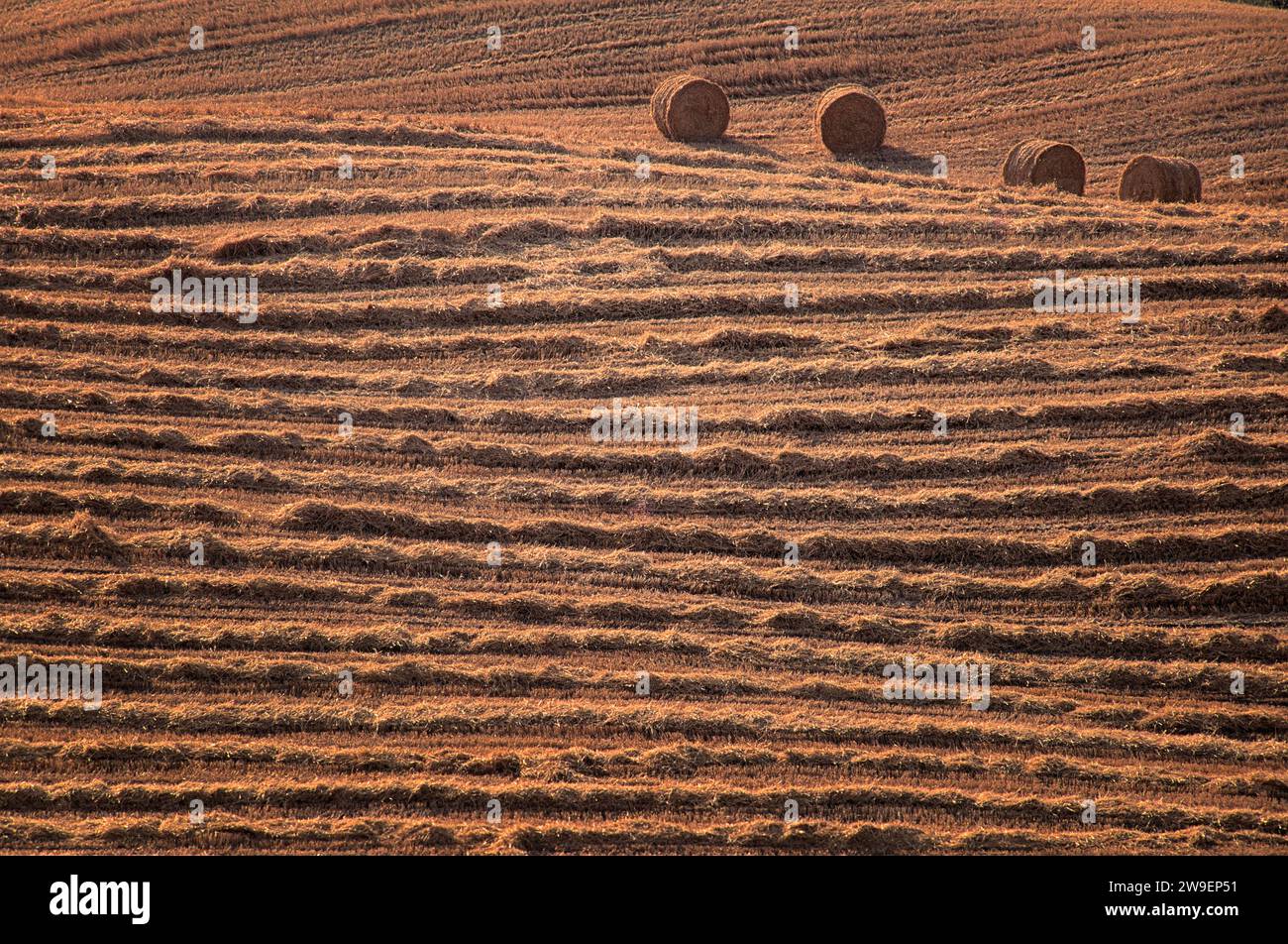Crete Senesi rural landscape, Tuscany; Italy. Countryside scenery with ...