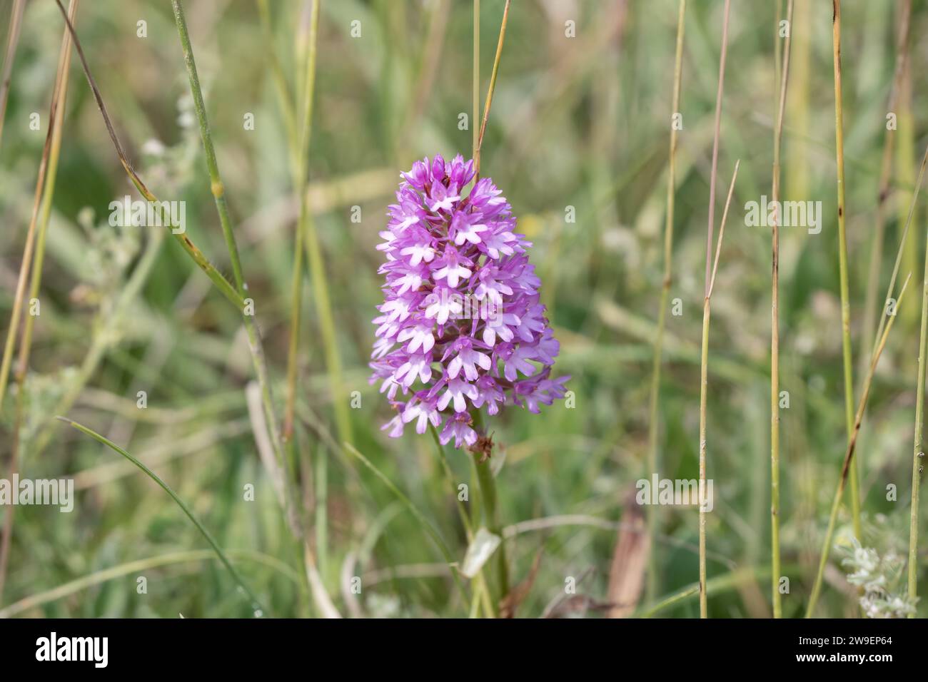 Color pyramid hi-res stock photography and images - Alamy