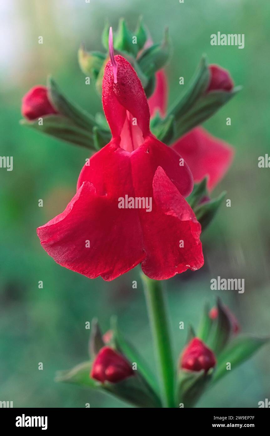 Baby sage (Salvia microphylla cv. Cerro Potosi).Lamiaceae. Perennial ...