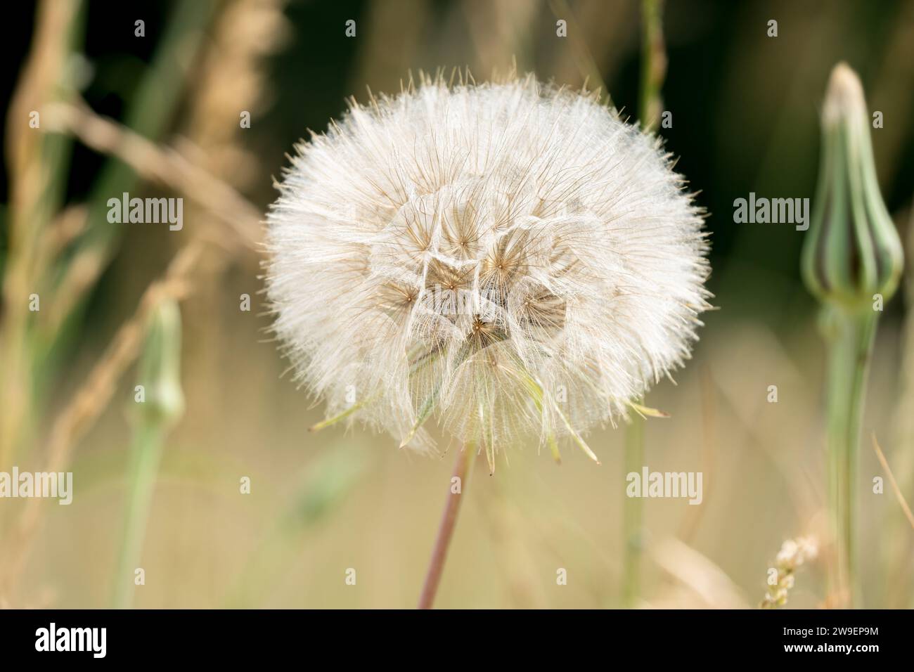 close-up showing the intricate detail and beauty of a dandelion ...