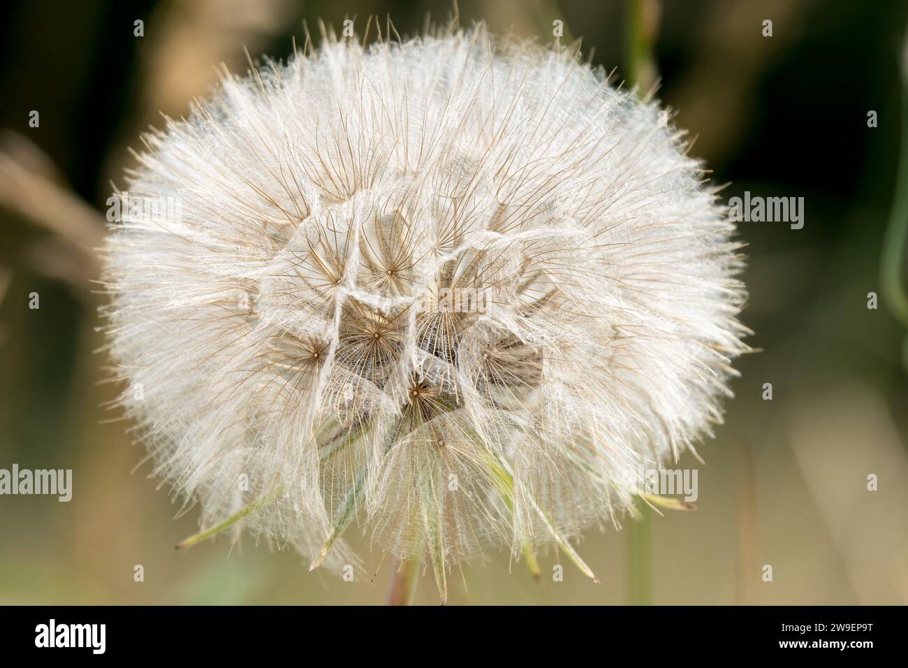 close-up showing the intricate detail and beauty of a dandelion ...