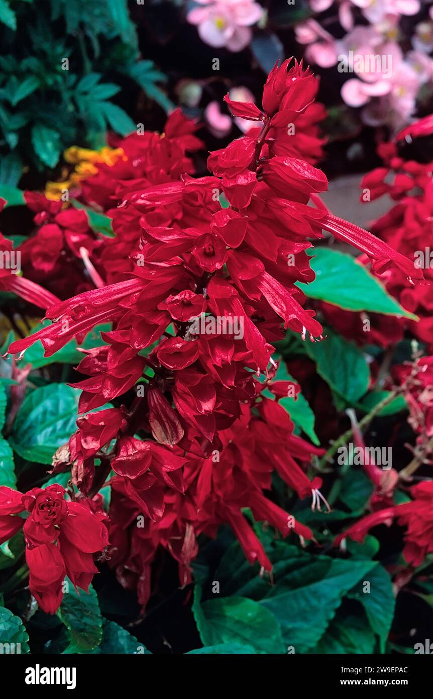 Scarlet sage (Salvia splendens), Lamiaceae. Perennial herbaceous plant ...