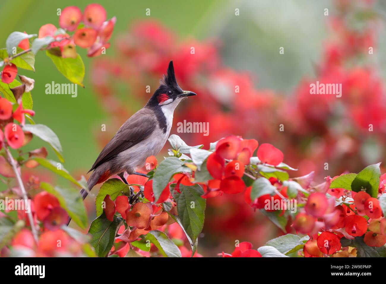 Red-whiskered bulbul, or crested bulbul, is a passerine bird native to ...