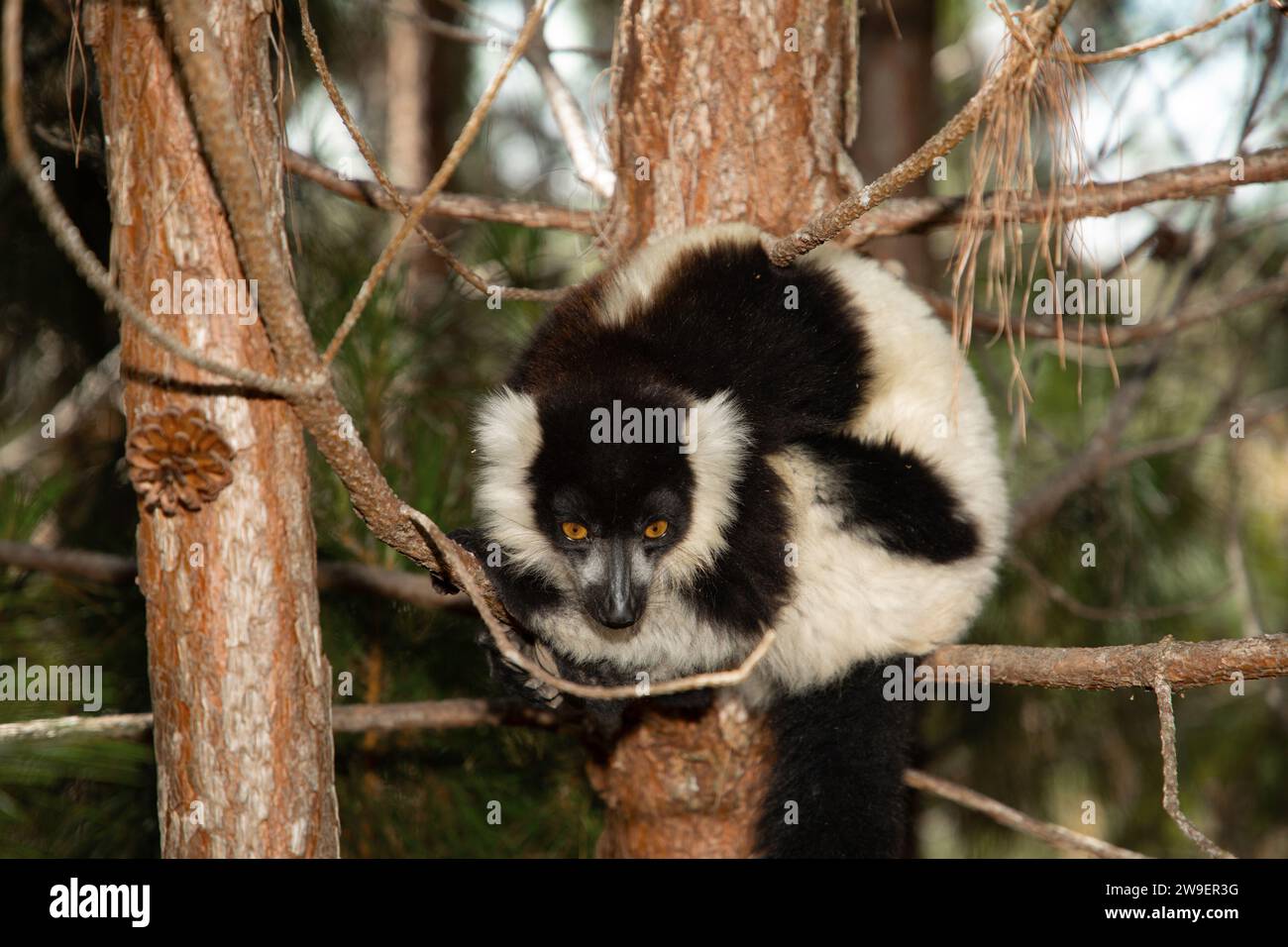 black and white ruffed lemur in its natural habitat, Madagascar. cute ...