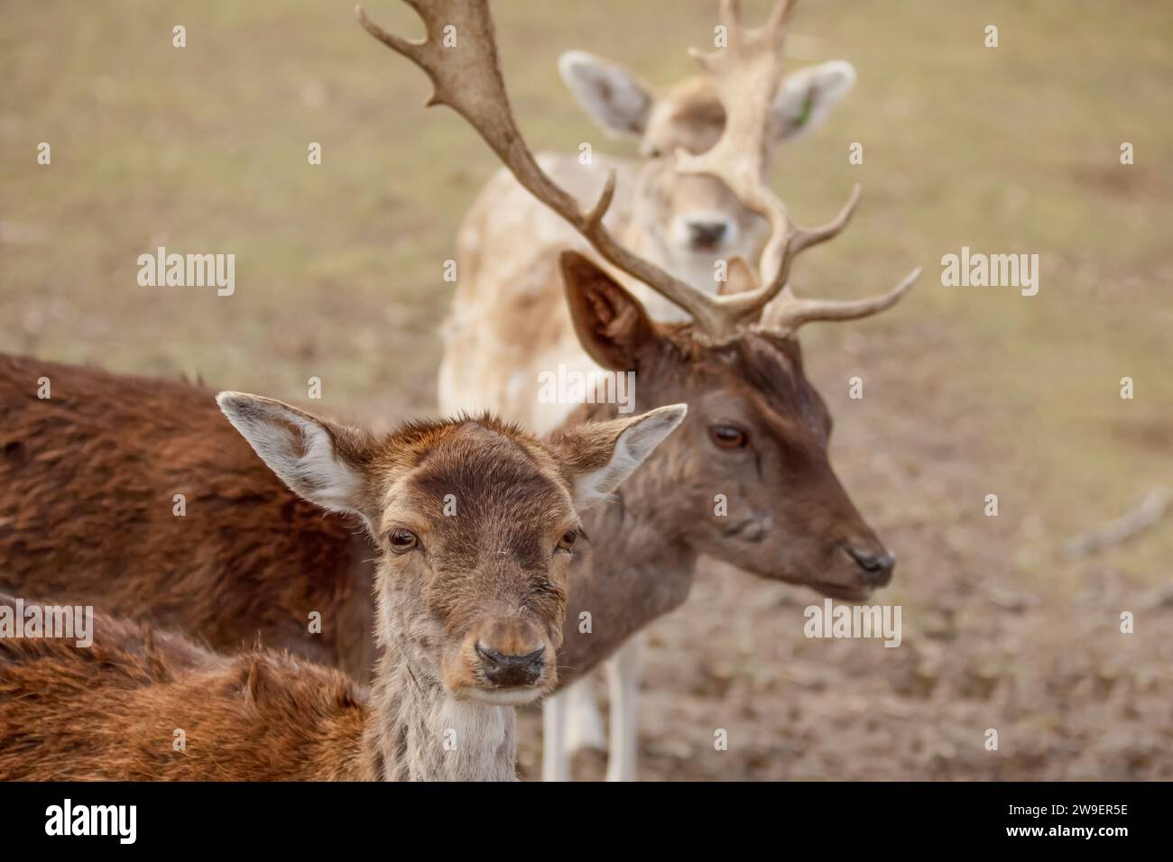 small flock of roe deer grazes in wild. selective focus. male white roe ...