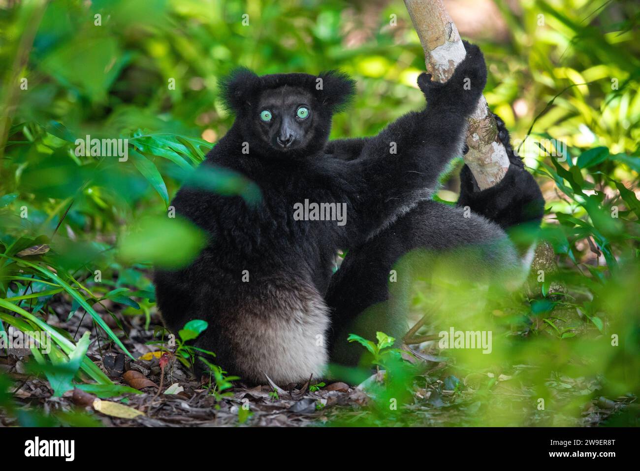 Lemur Indri indri, babakoto black and white largest lemur from ...