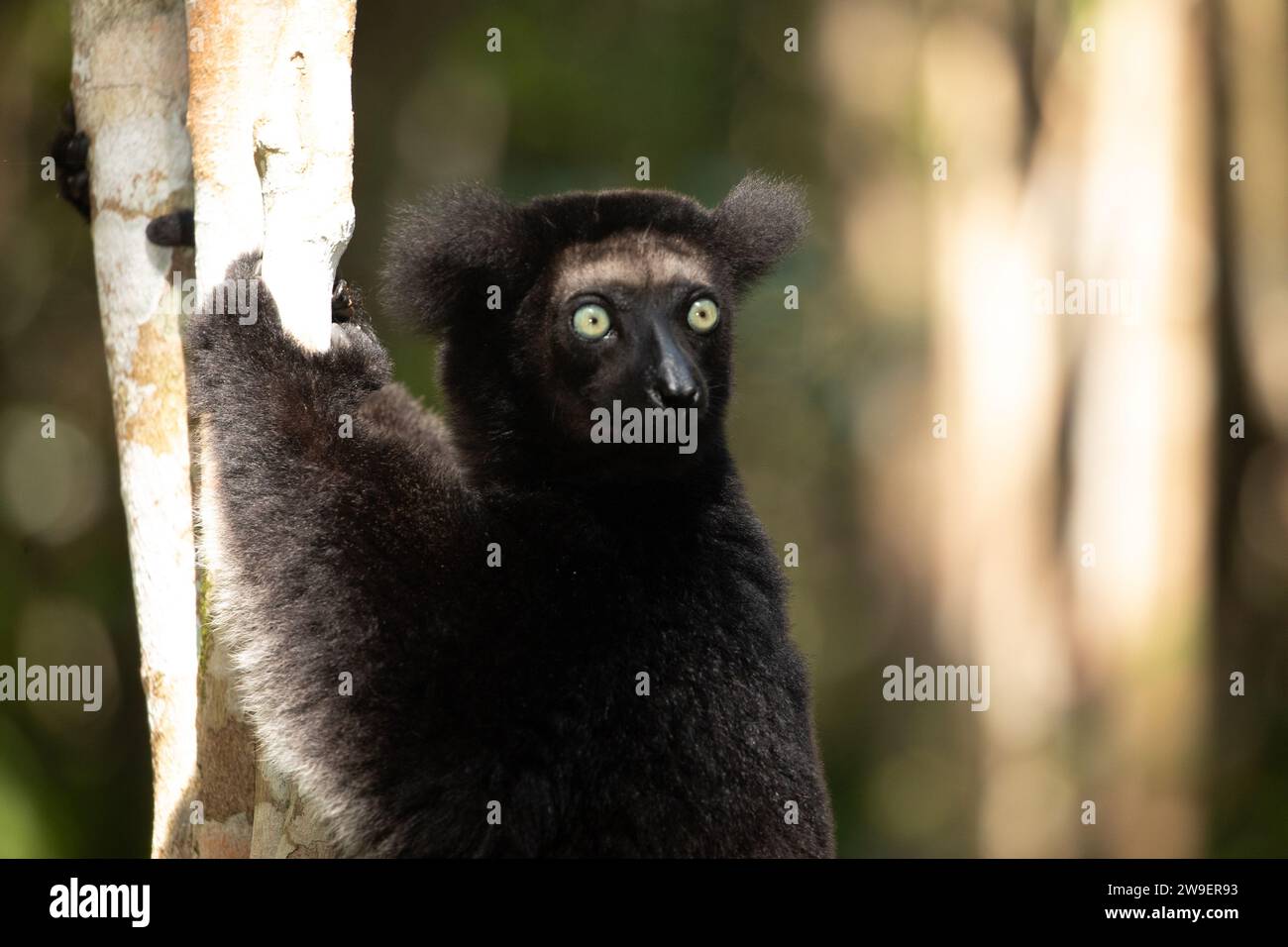 Lemur Indri indri, babakoto black and white largest lemur from ...