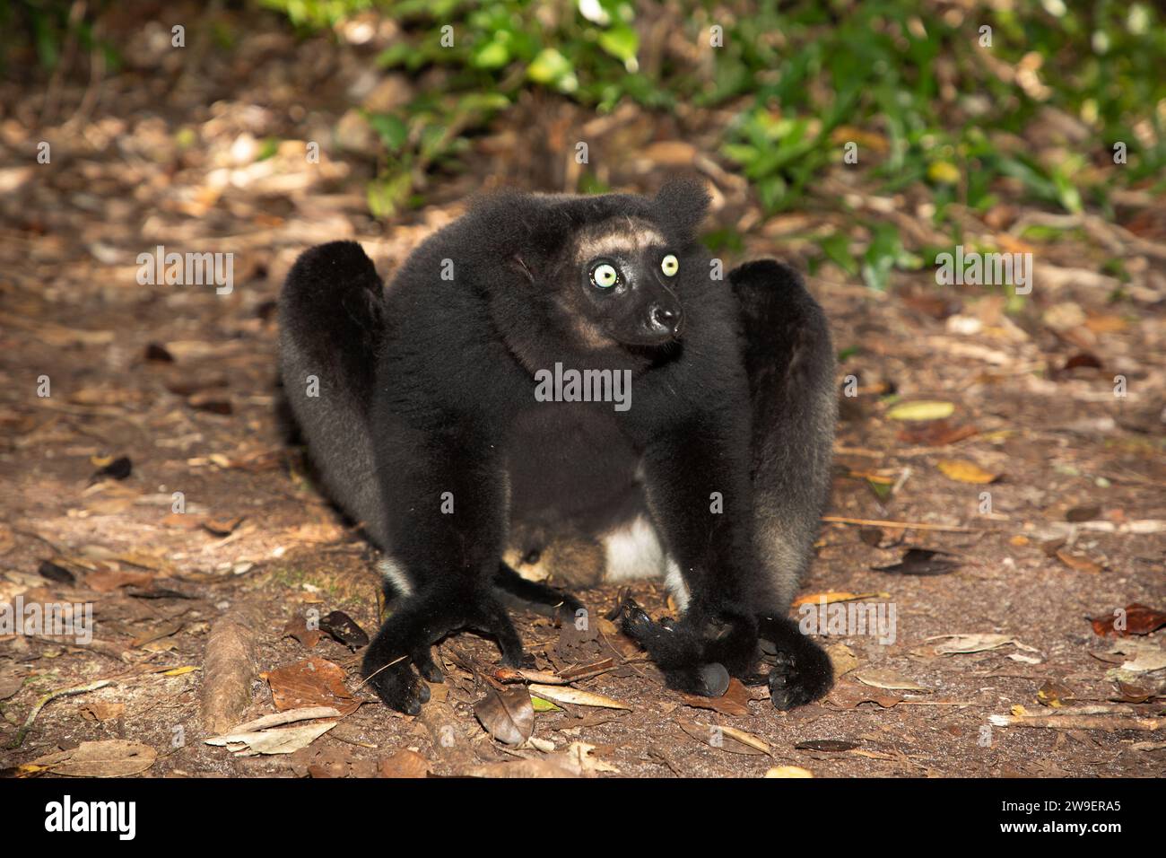 Lemur Indri indri, babakoto black and white largest lemur from Madagascar. backlit rainforest ...