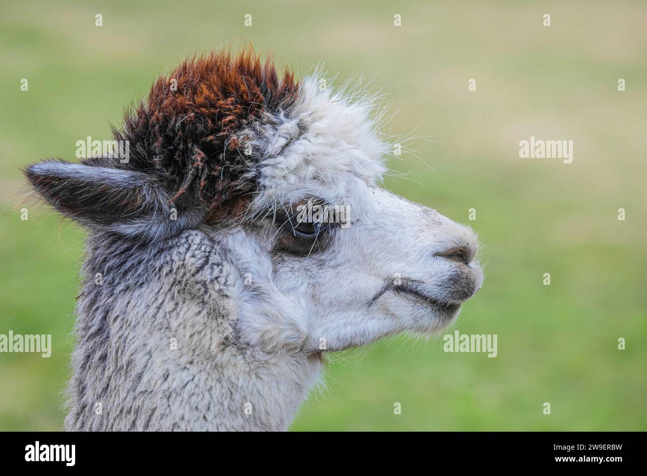 Cute Alpaca with blue eyes on farm. Beautifull and funny animal ...