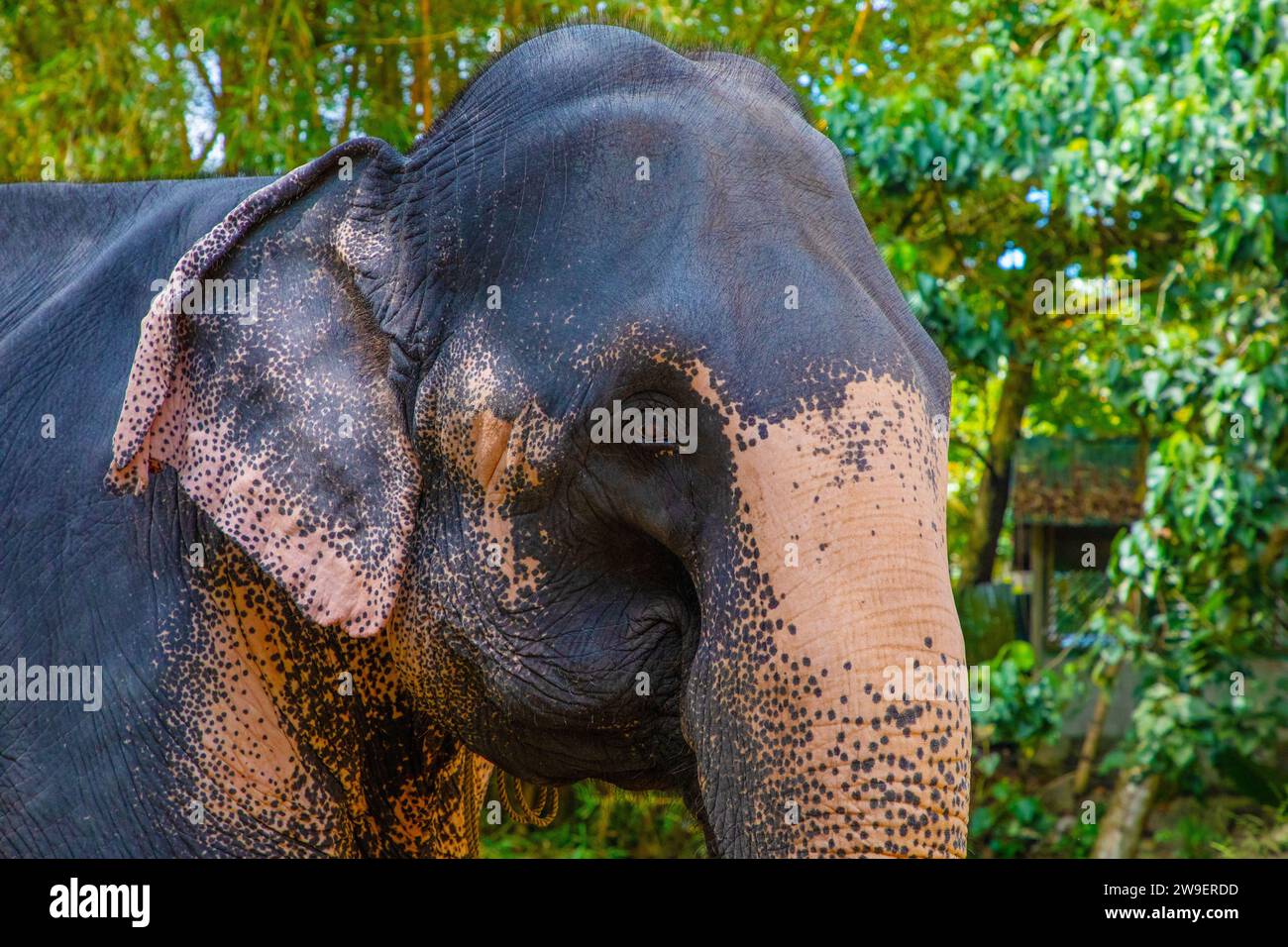 large Asian elephant with specific skin color, small gray dots on pink ...