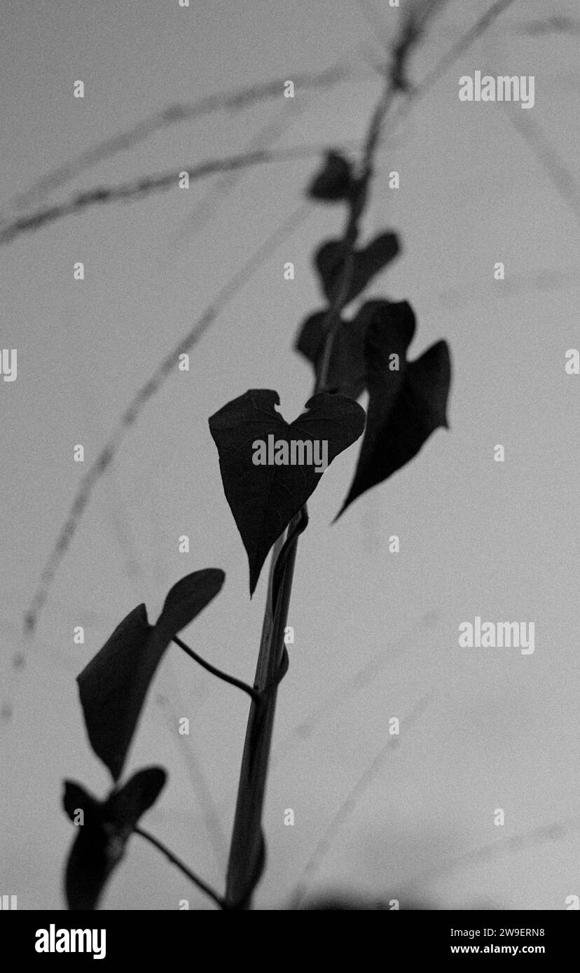 Climbing garden plant Black and White Stock Photos & Images - Alamy