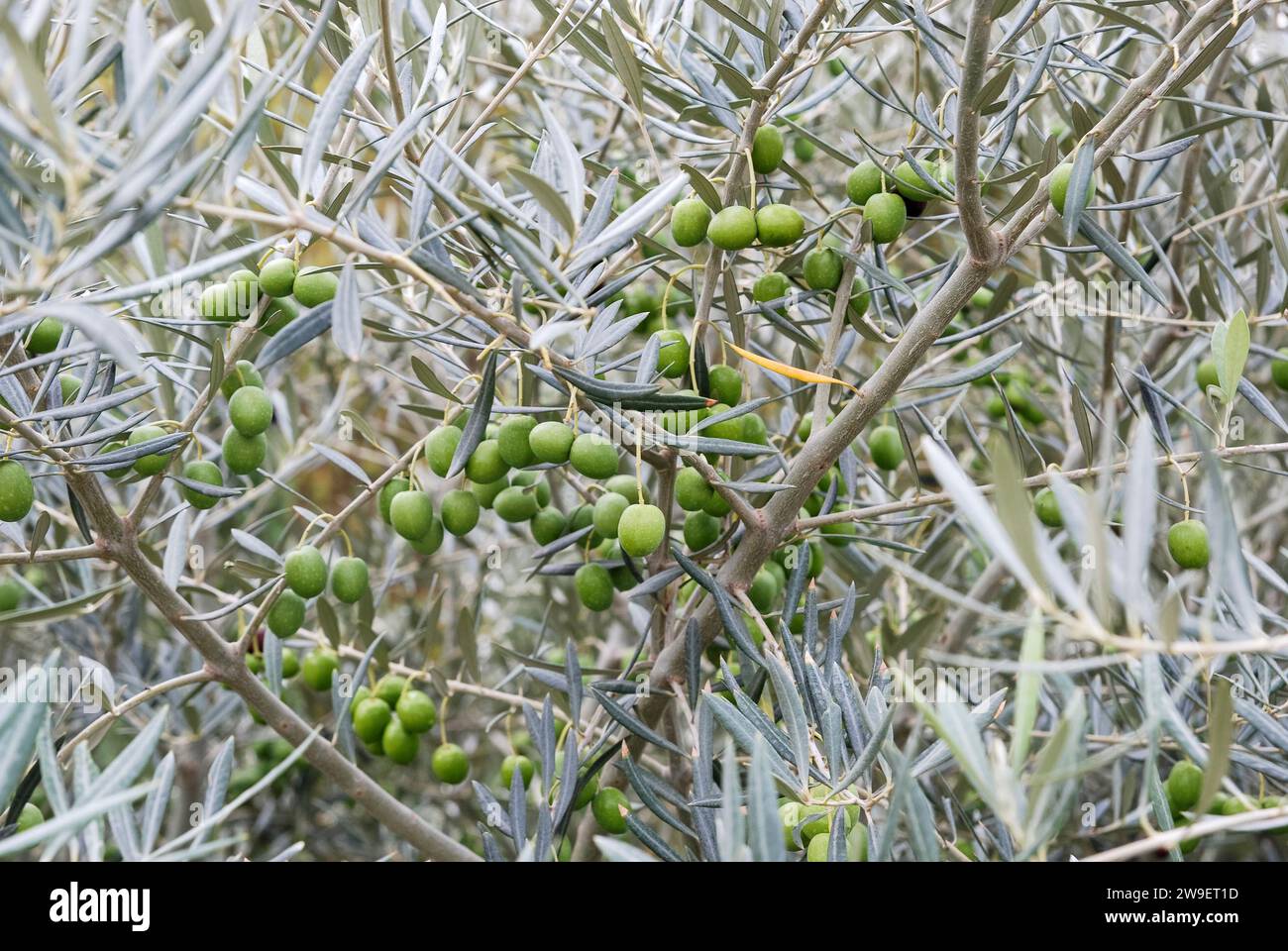 Green olives on an olive tree Stock Photo - Alamy