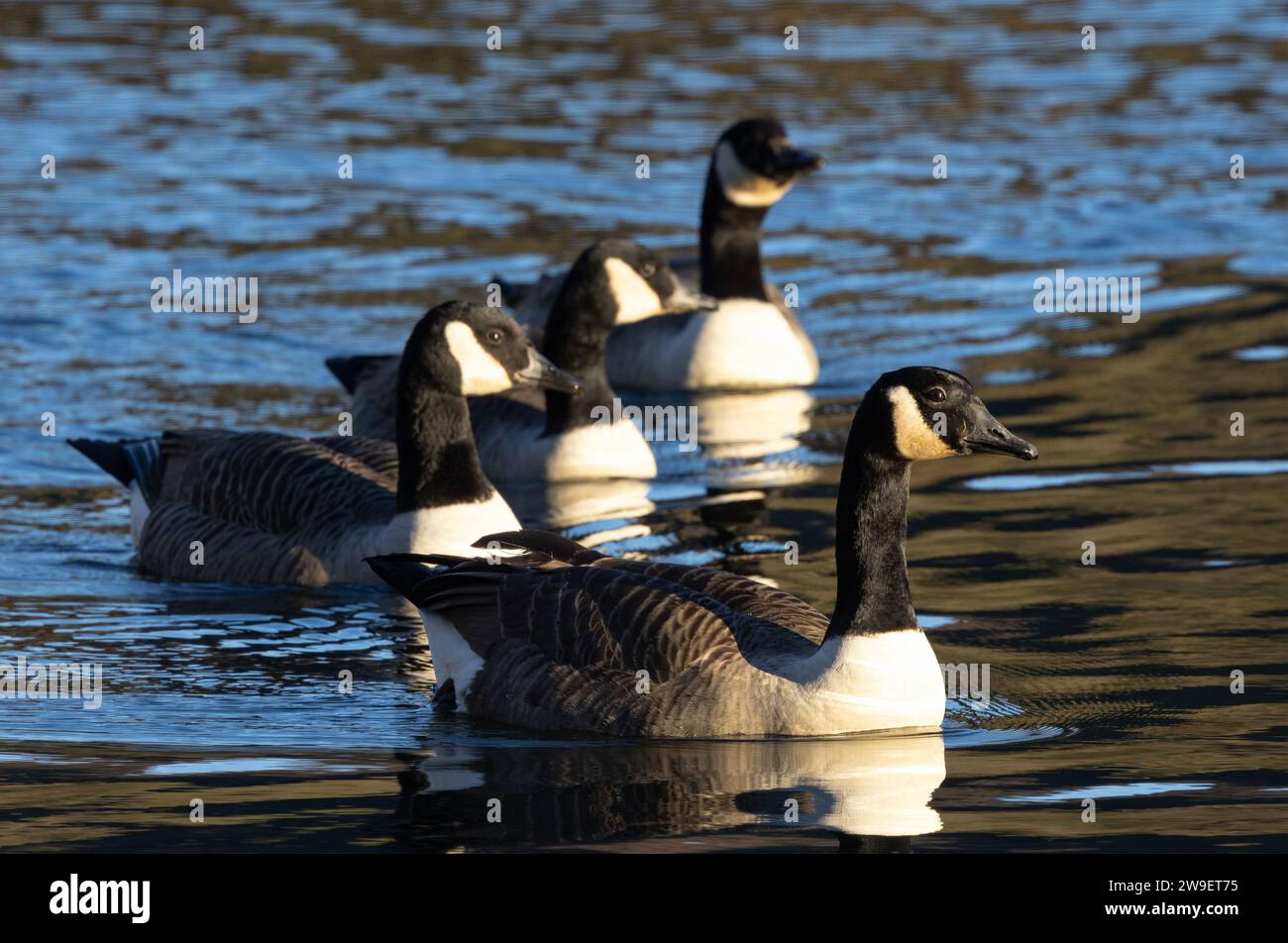 Unihemispherical sleep hi-res stock photography and images - Alamy