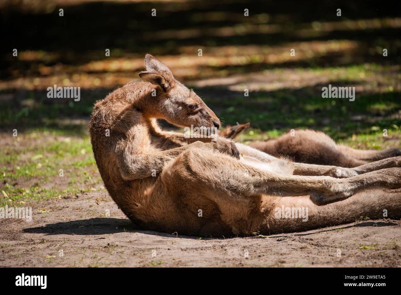 large Australian male kangaroo resting on the path on a sunny day Stock ...