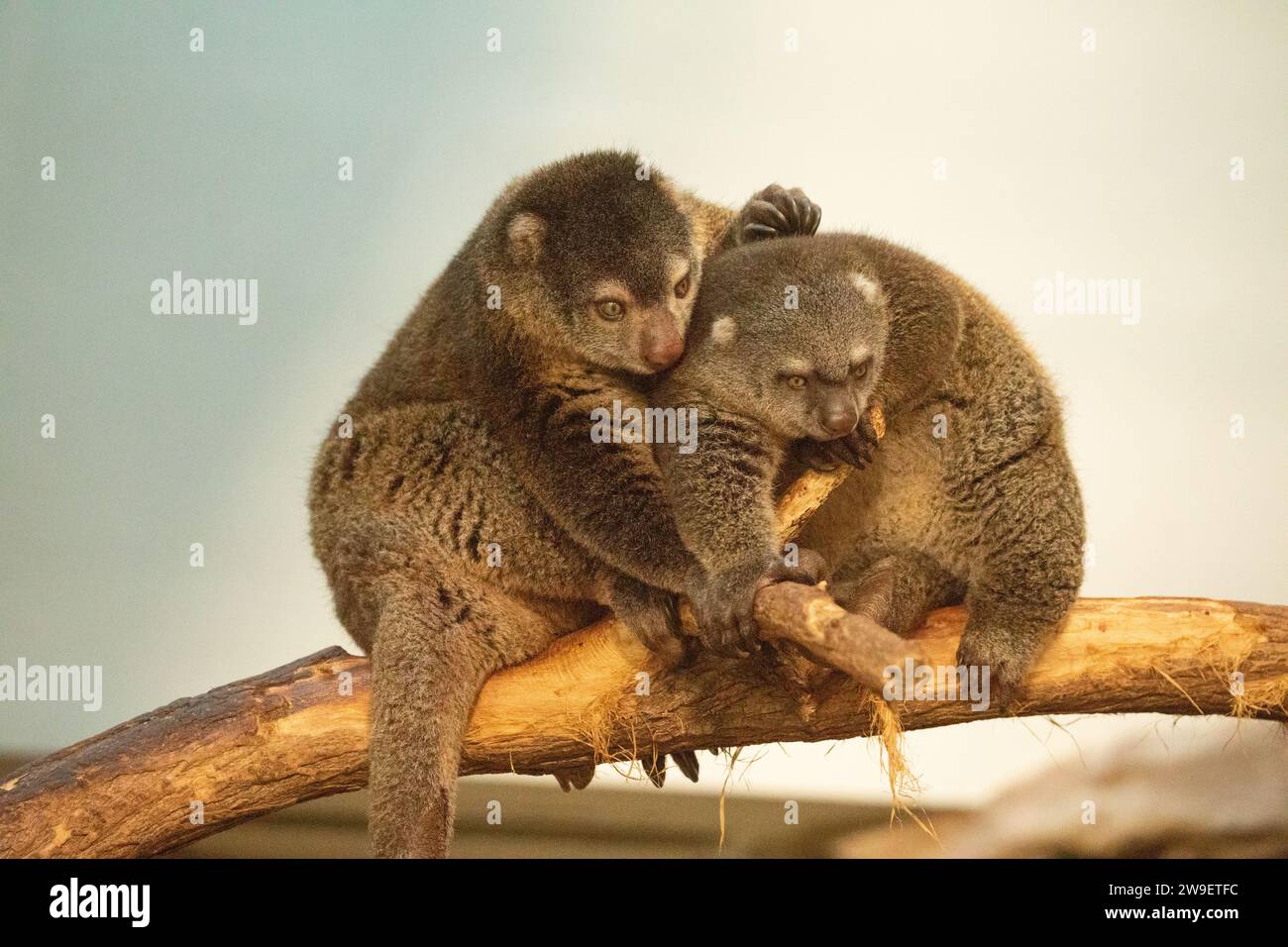 cute wild bear cuscus aulirops ursinus arboreal against blure ...
