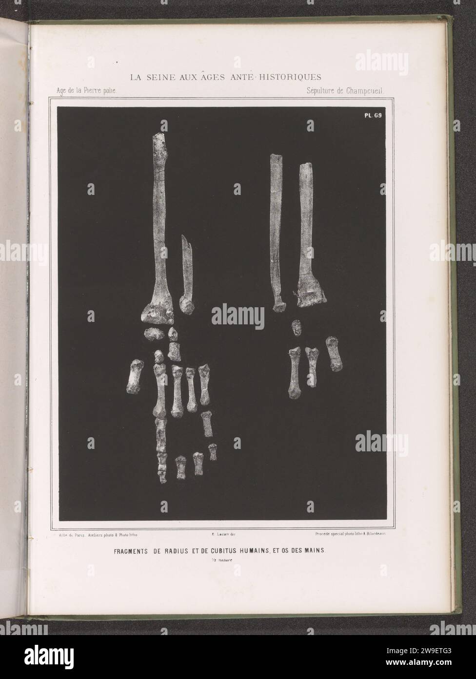 Fossil records of human evolution hi-res stock photography and images ...