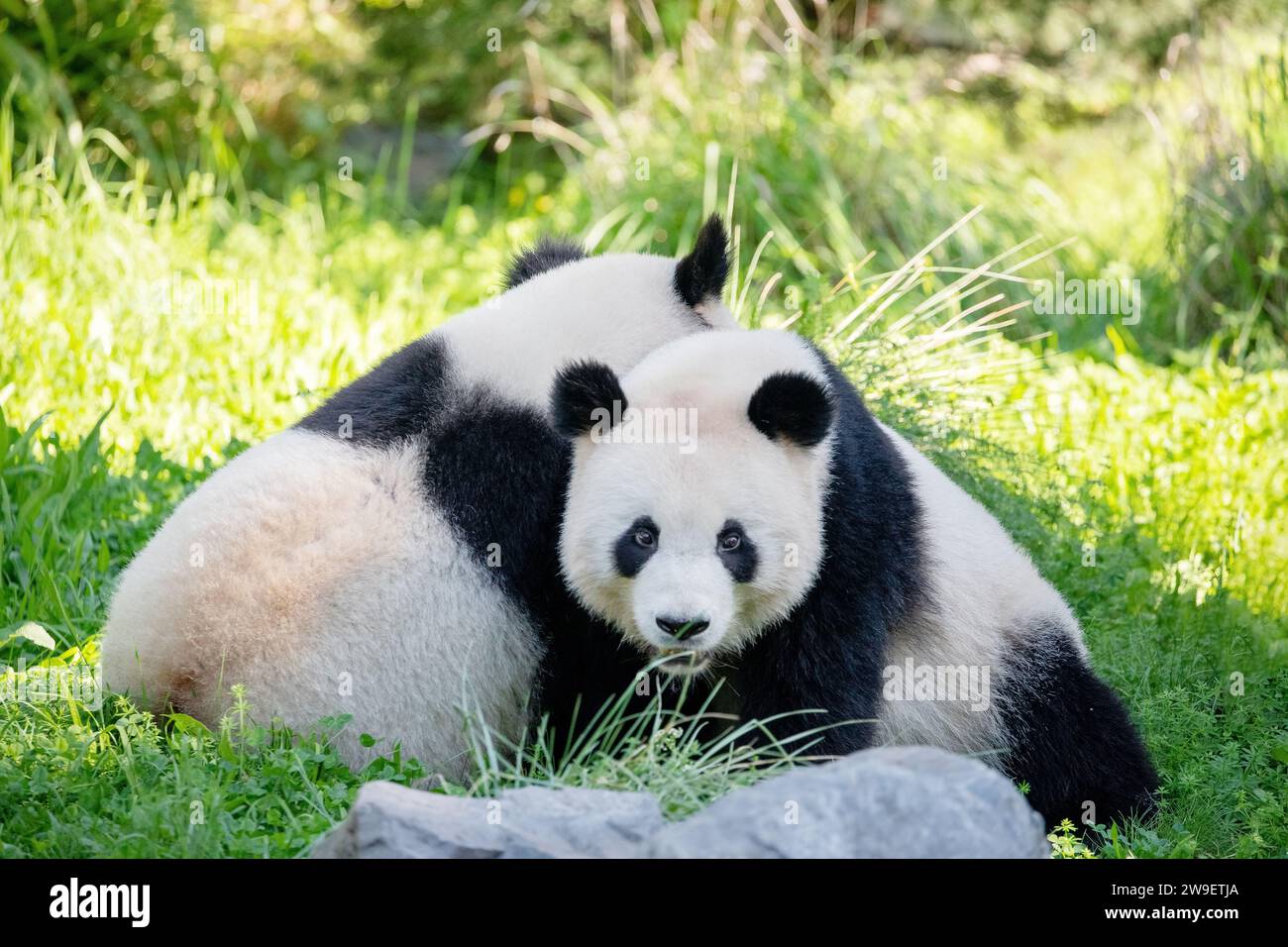 cheerful playing pandas on green lawn. Rare endangered animals ...