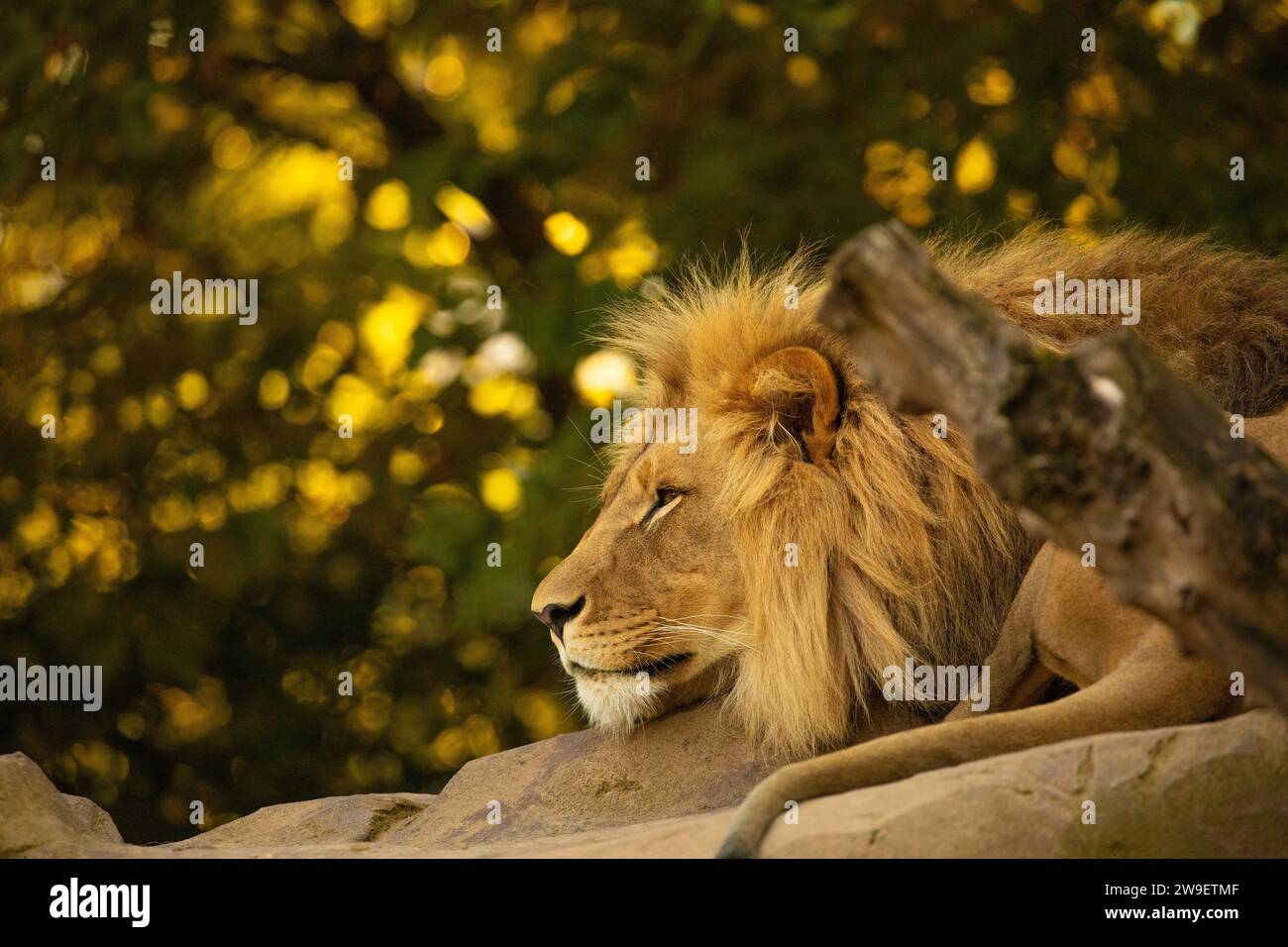 lion in bright golden rays setting sun. Close-up. Love and tenderness ...